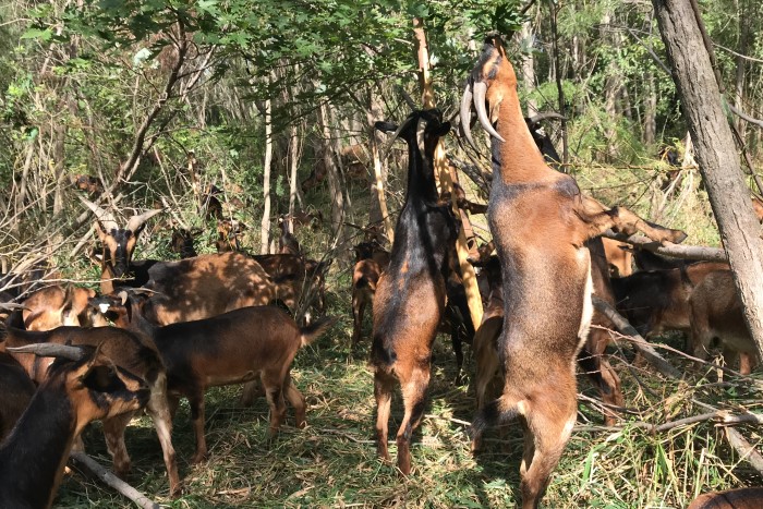 Miniature Goat Breeds: What Exactly Makes a Goat Miniature? - Goat Journal